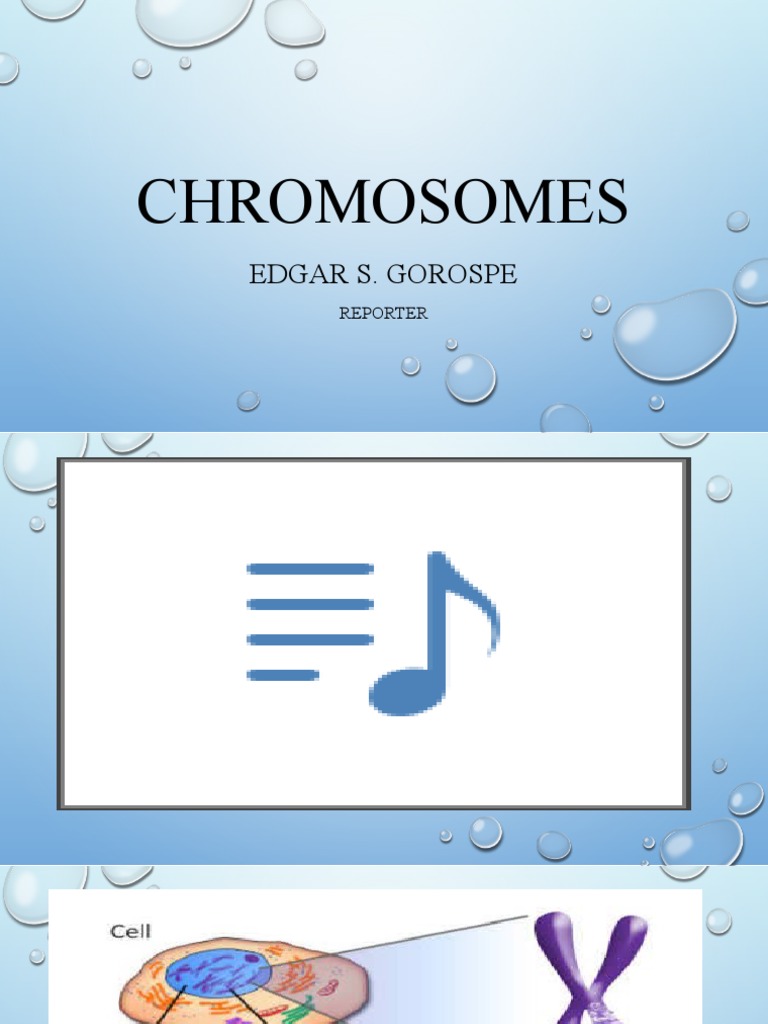 Chromosomes Powerpoint | PDF | Chromosome | Cell (Biology)