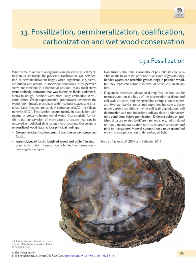 Fossilization, Permineralization, Ƥ Ǡ Carbonization and Wet Wood ...