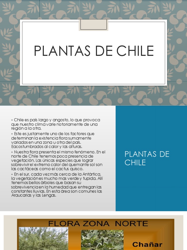Flora Diversa de Chile: Regiones y Especies | PDF | Arboles | Chile