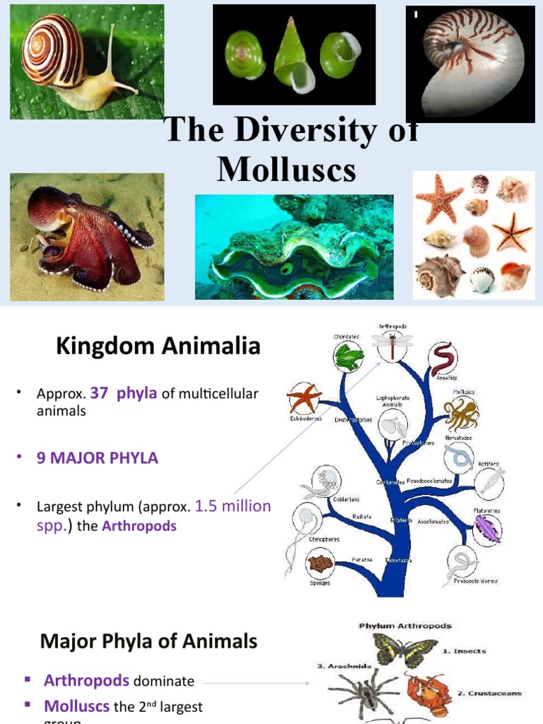 The Diversity of Molluscs | PDF | Mollusca | Bivalvia