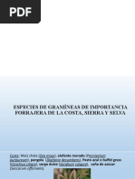 Ficha Técnica Del Pasto Guinea (Panicum Máximum Cv. Guinea Común) | PDF