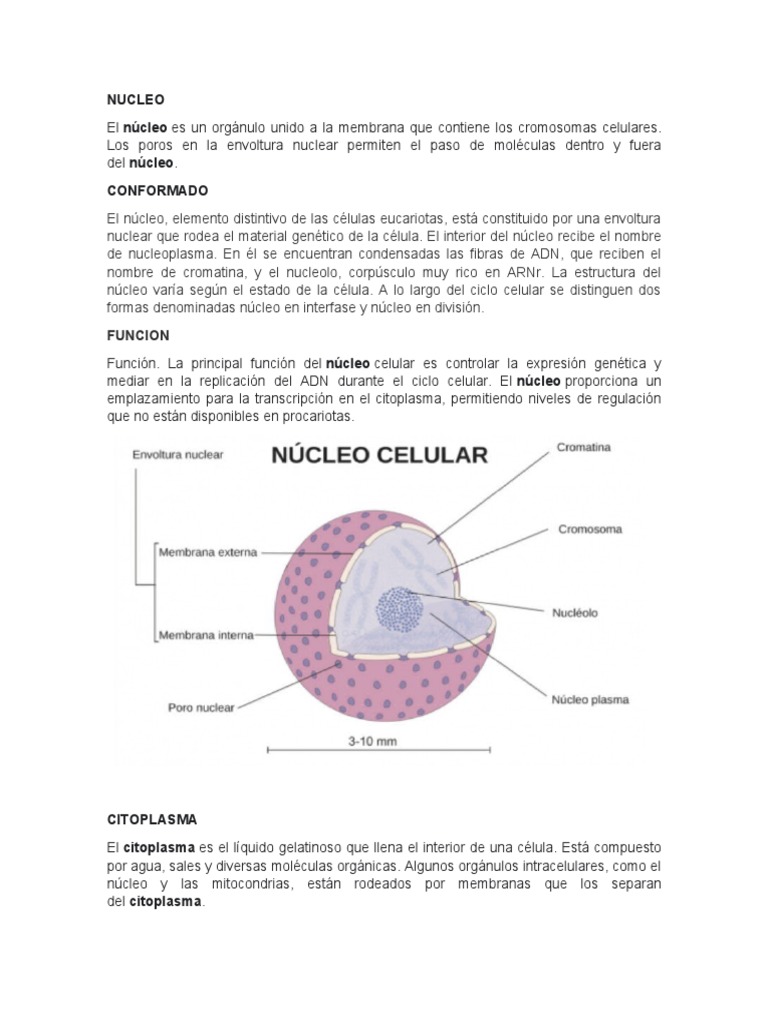 NUCLEO | PDF | Nucleo celular | Biología Celular)