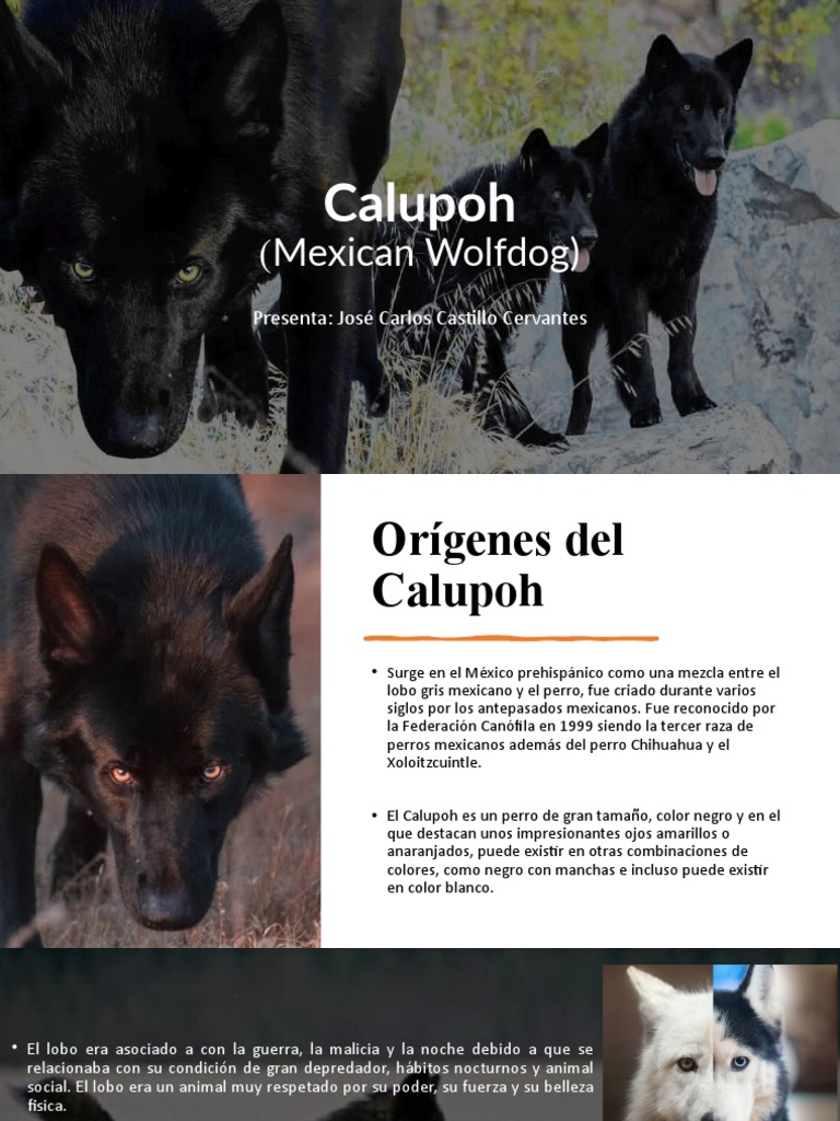 Calupoh Perro Lobo Mexicano | PDF | México | Enfermedades animales