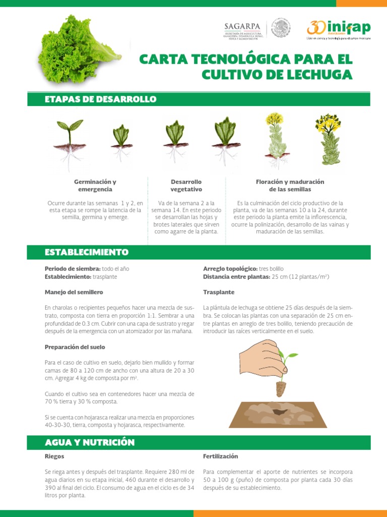 Lechuga - 13. Lechuga | PDF | Siembra | Compost