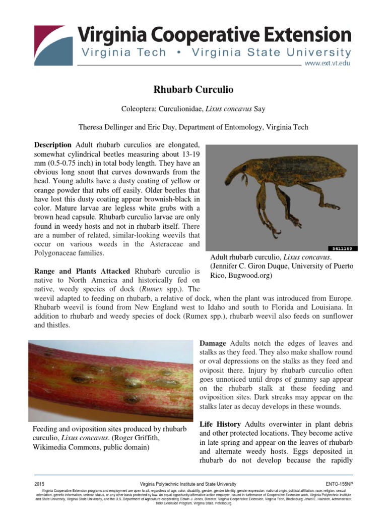 Rhubarb Curculio: Description Adult Rhubarb Curculios Are Elongated ...
