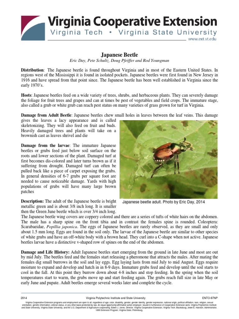 Japanese Beetle: Eric Day, Pete Schultz, Doug Pfeiffer and Rod Youngman ...