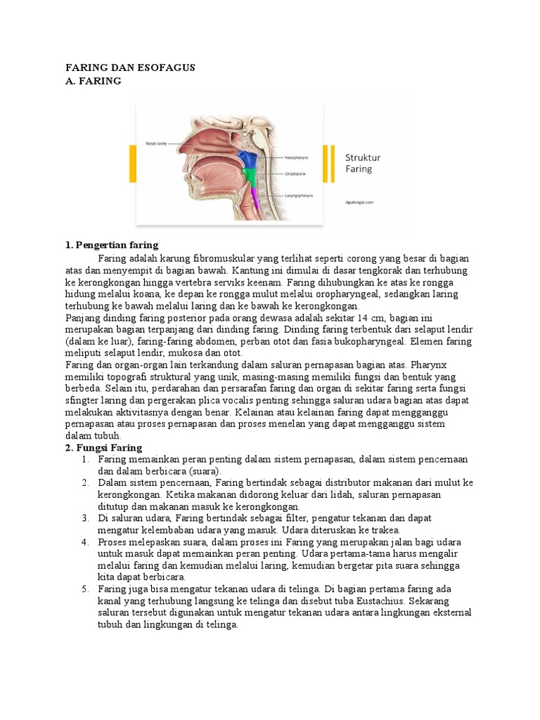 Faring Dan Esofagus | PDF