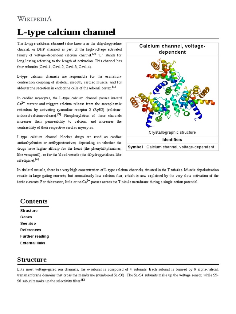 L-Type Calcium Channel | PDF | Biophysics | Membrane Biology