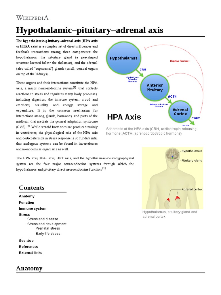 Hypothalamic-Pituitary-Adrenal Axis | PDF | Hypothalamic–Pituitary ...