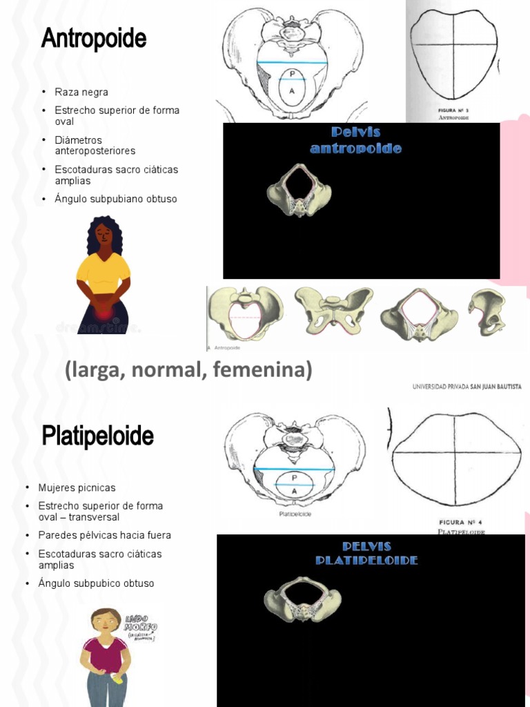 Antropoide y Platipeloide | PDF