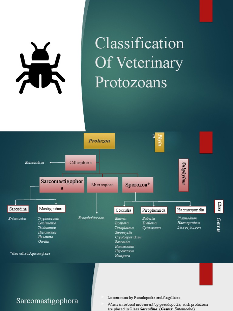 Classification of Veterinary Protozoans | PDF | Protozoa | Parasitology