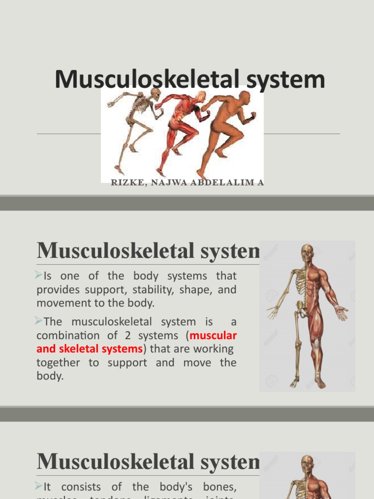 Musculoskeletal System: Rizke, Najwa Abdelalim A | PDF | Human ...