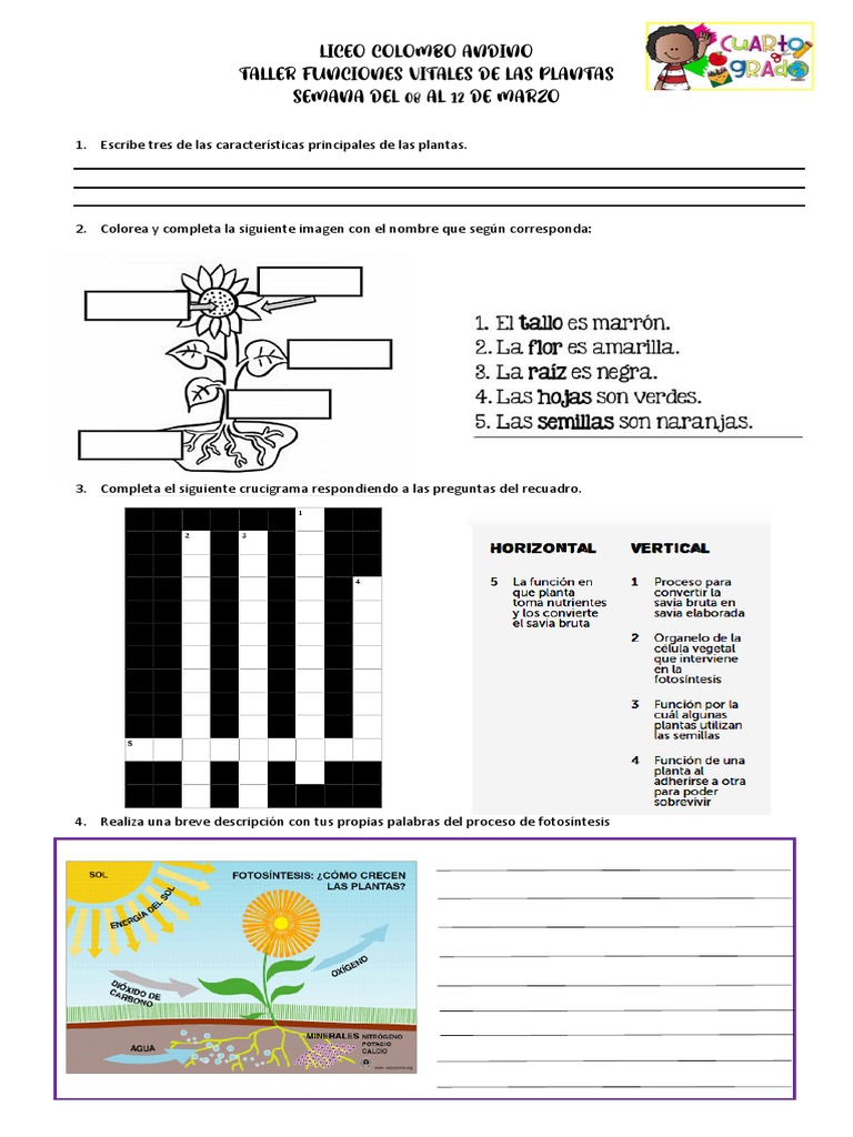 4° Taller Funciones Vitales de Las Plantas | PDF