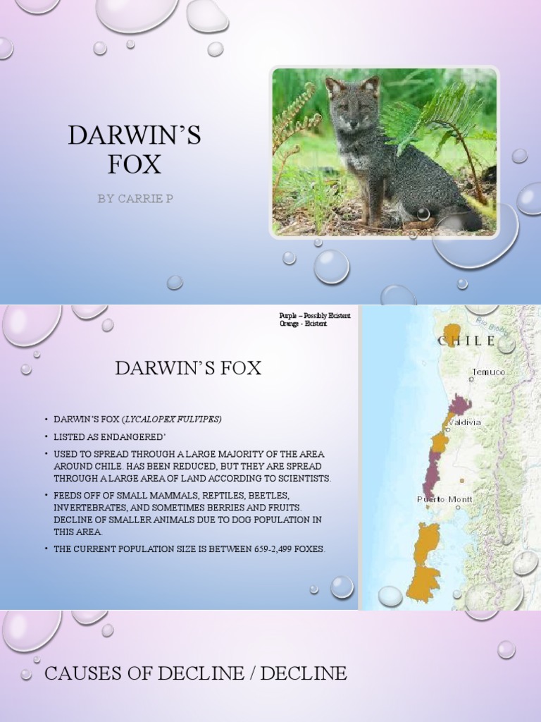 Darwins Fox 002 | PDF | Fox | Invasive Species