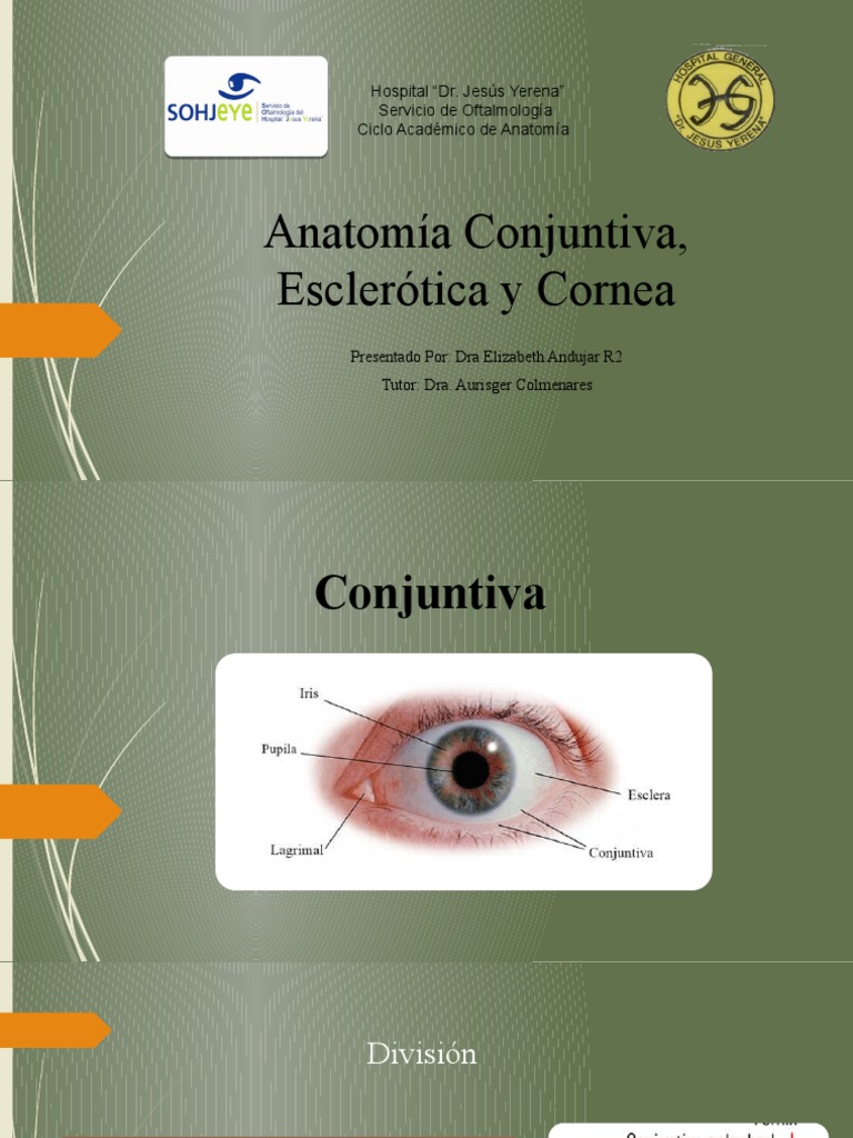 Anatomía Conjuntiva, Esclerótica y Cornea Eli | PDF | Córnea | Epitelio