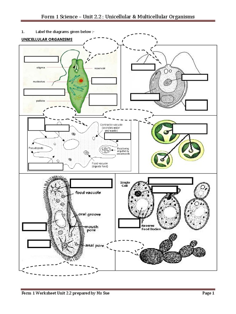 Unicellular vs Multicellular Organisms Worksheet | PDF