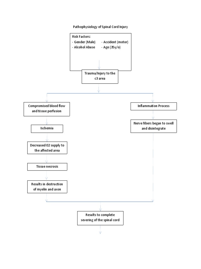 Pathophysiology of Spinal Cord Injury 1 | PDF