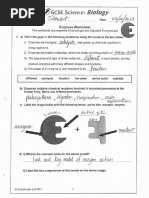 ANSWER KEY Enzyme Worksheet | PDF | Enzyme | Active Site