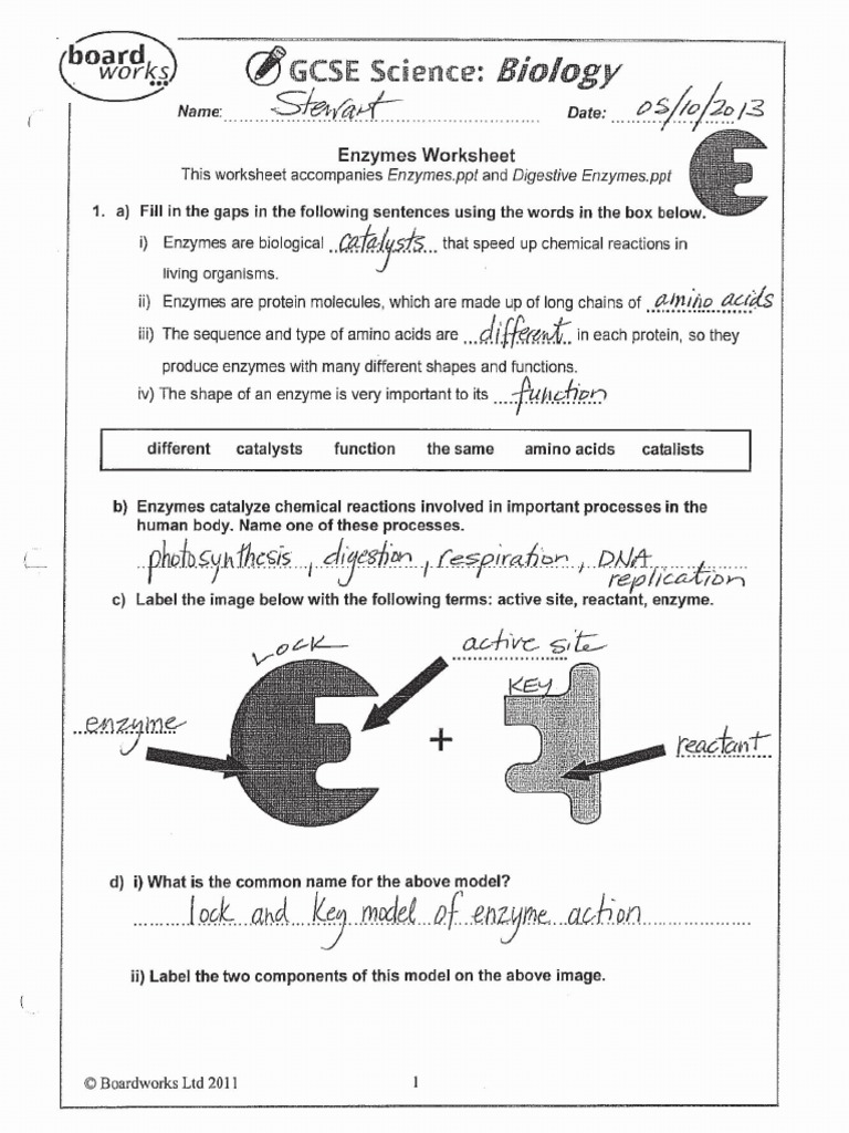 Enzymes Worksheet Answers-4 | PDF