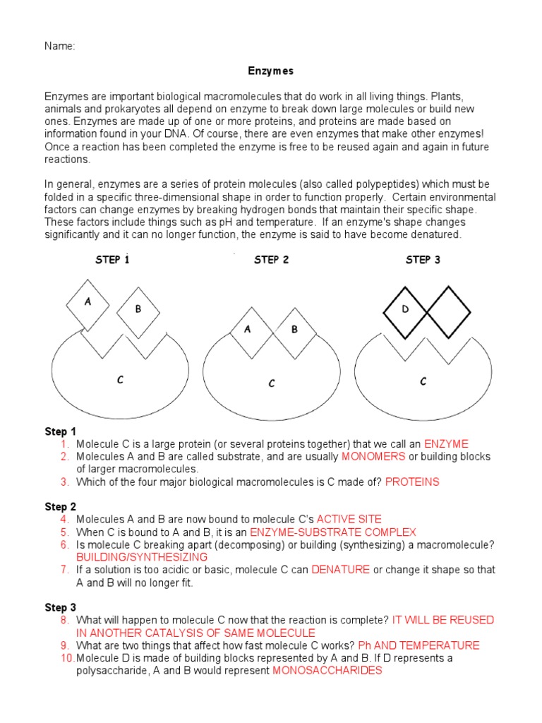 Enzyme Worksheet KEY 14kwf3e | PDF | Macromolecules | Enzyme