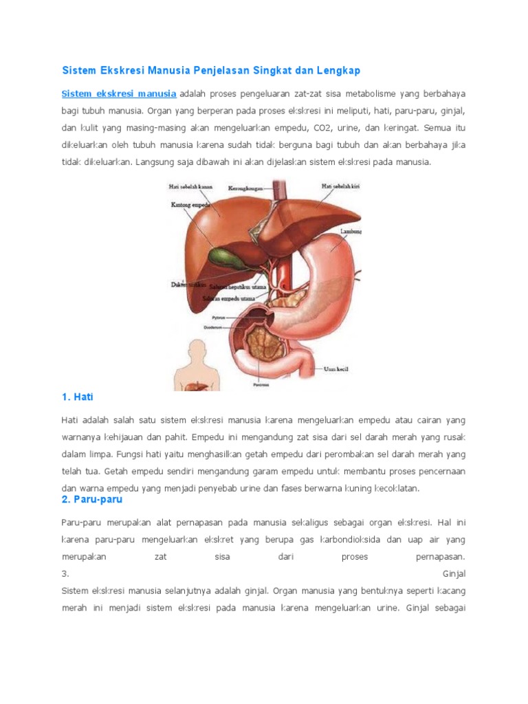 Sistem Ekskresi Manusia Penjelasan Singkat Dan Lengkap Dengan Ilustrasi ...