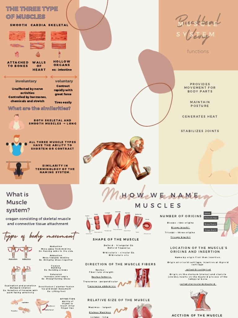 Muscle System Brochure | PDF | Anatomical Terms Of Motion | Foot