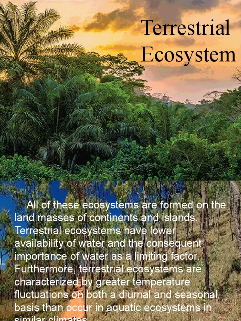 Natural Terrestrial Ecosystem
