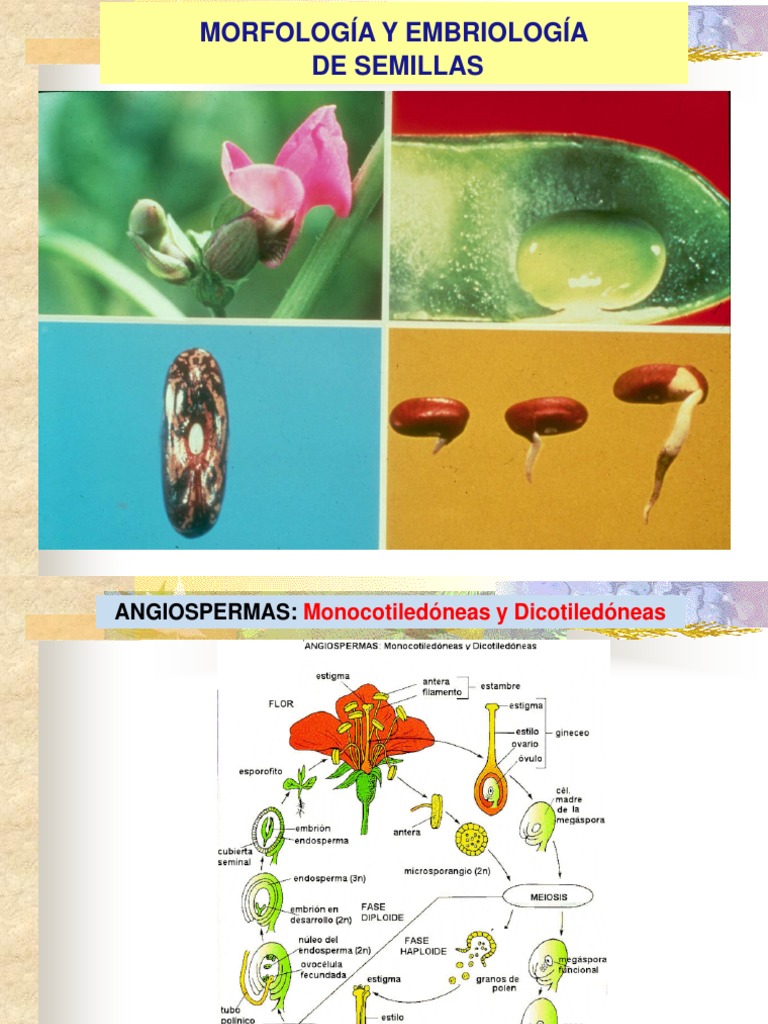 Repaso Ii Sobre Morf y Embriol de Semillas-Madurez 2020 | PDF | Fruta ...