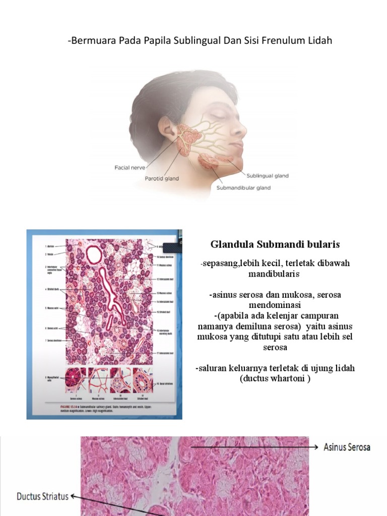 Glandula Submandibularis | PDF