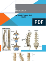 Cat Vs Dog Anatomy Anatomical Differences | PDF | Vertebra | Thorax