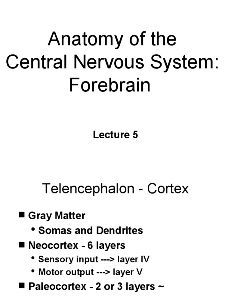 Anatomy of The Central Nervous System: Forebrain | PDF | Thalamus ...