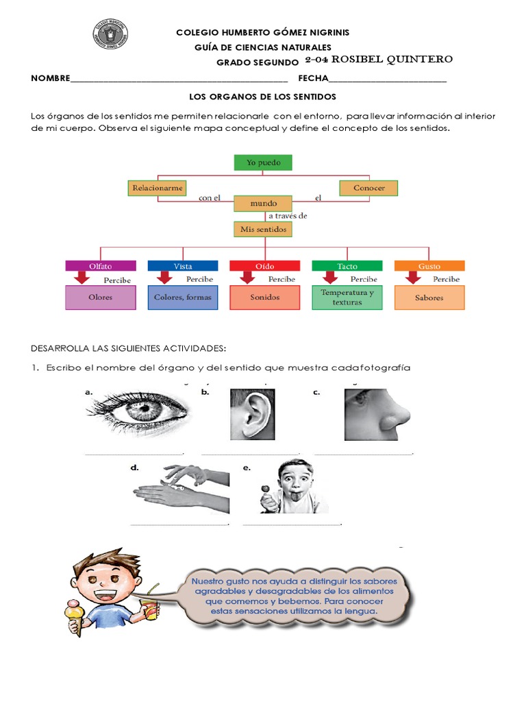 Guía Organos de Los Sentidos | PDF | Olfato | Piel