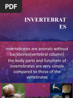 Animal Classification Chart - Invertebrates | PDF | Invertebrate | Zoology