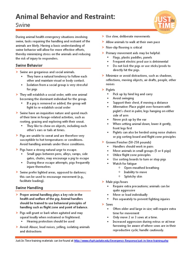 Animal Behavior and Restraint:: Swine | PDF | Domestic Pig | Pig
