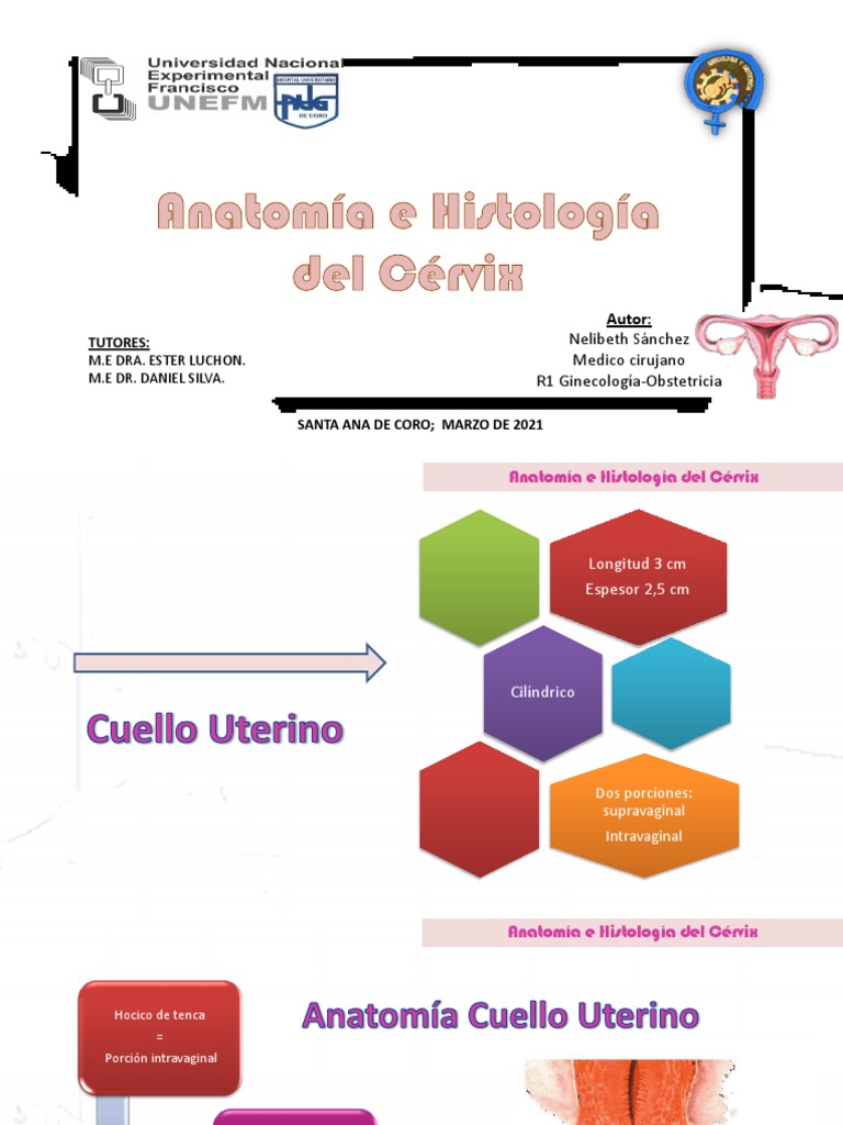 Anatomía y Histología del Cérvix | PDF | Biología Celular | Zoología
