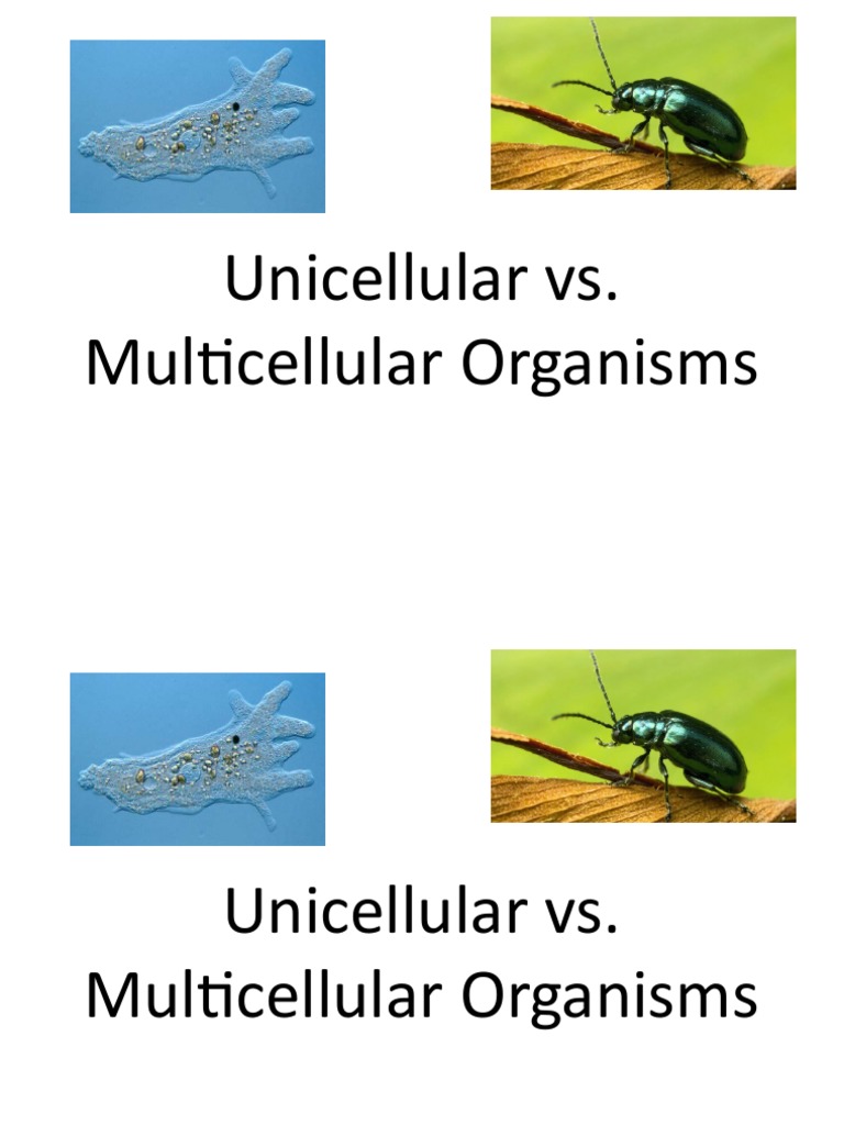 Unicellular vs. Multicellular Organisms | PDF | Cell (Biology) | Organisms