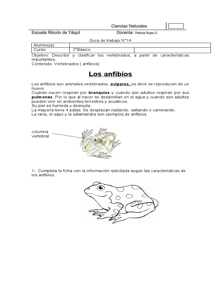 Guía Ciencias 14 Los Anfibios | Descargar gratis PDF | Anfibio | Zoología