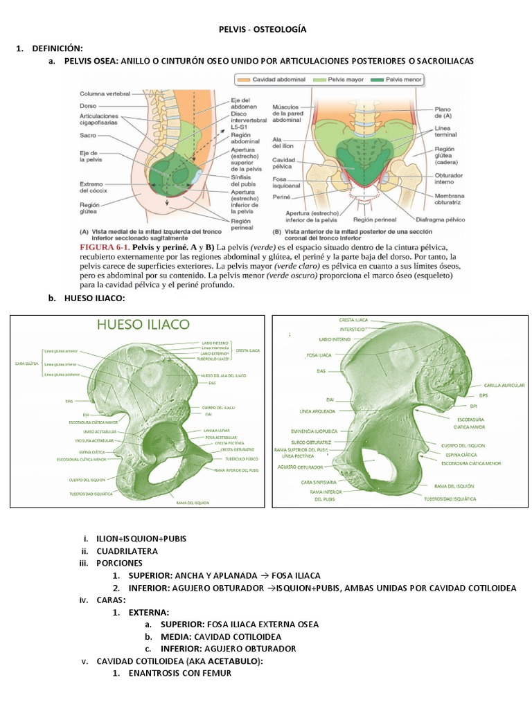 Pelvis Ósea: Anatomía y Estructura | PDF | Pelvis | Vejiga urinaria