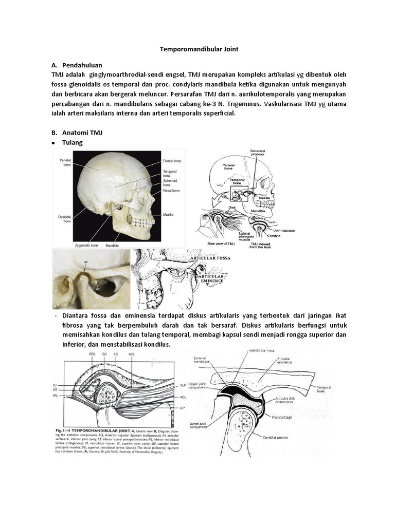 Anatomi dan Fungsi TMJ | PDF