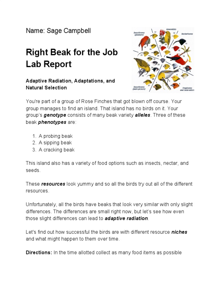 Beak Adaptations and Natural Selection | PDF | Beak | Paravians