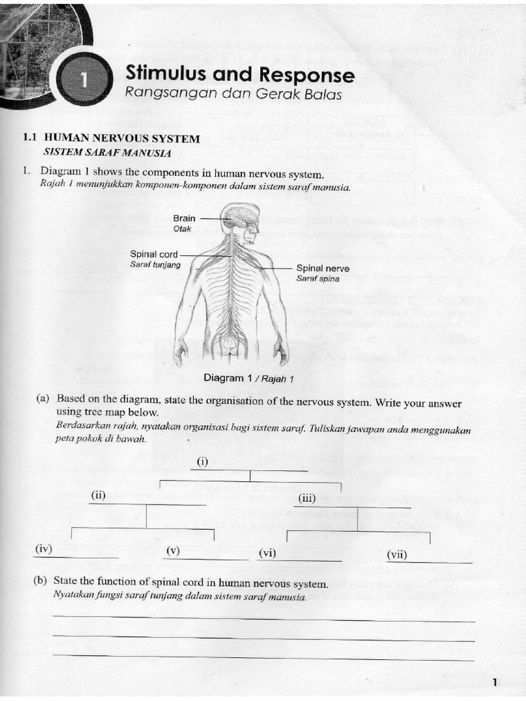 Form 3 Stimuli and Response | PDF
