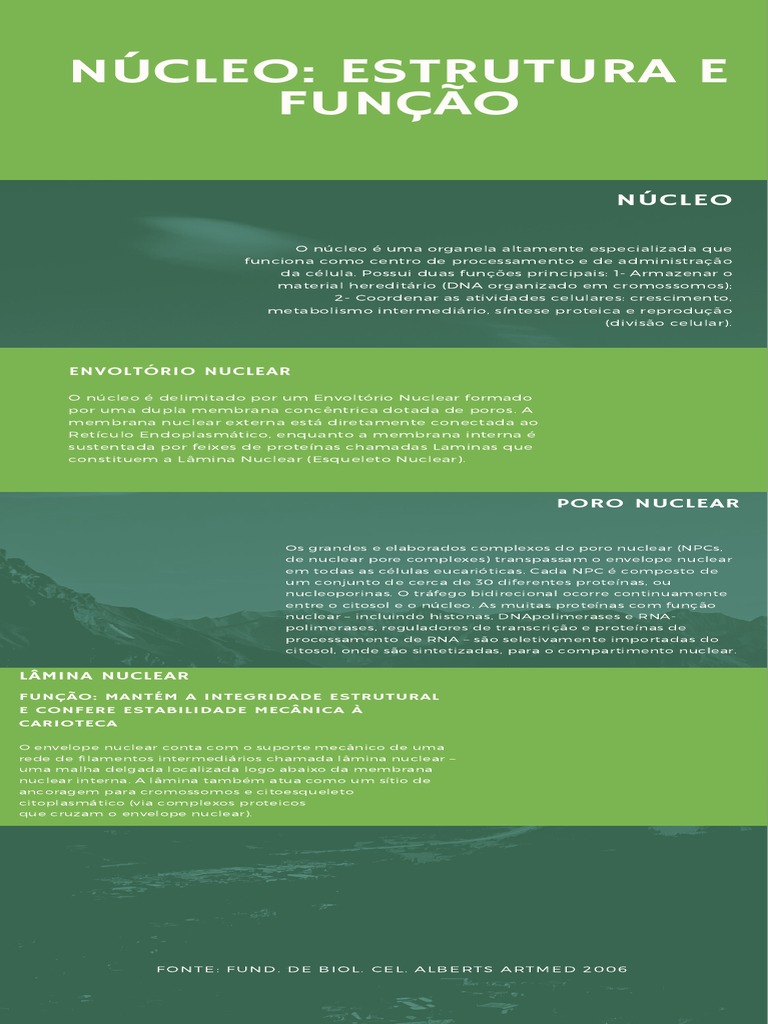 Núcleo - Estrutura e Função Infográfico | PDF | Núcleo celular | Célula ...