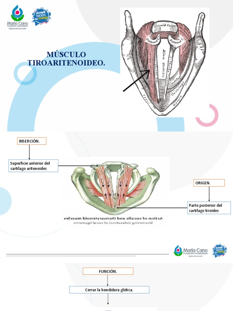 Músculo Tiroaritenoideo | PDF