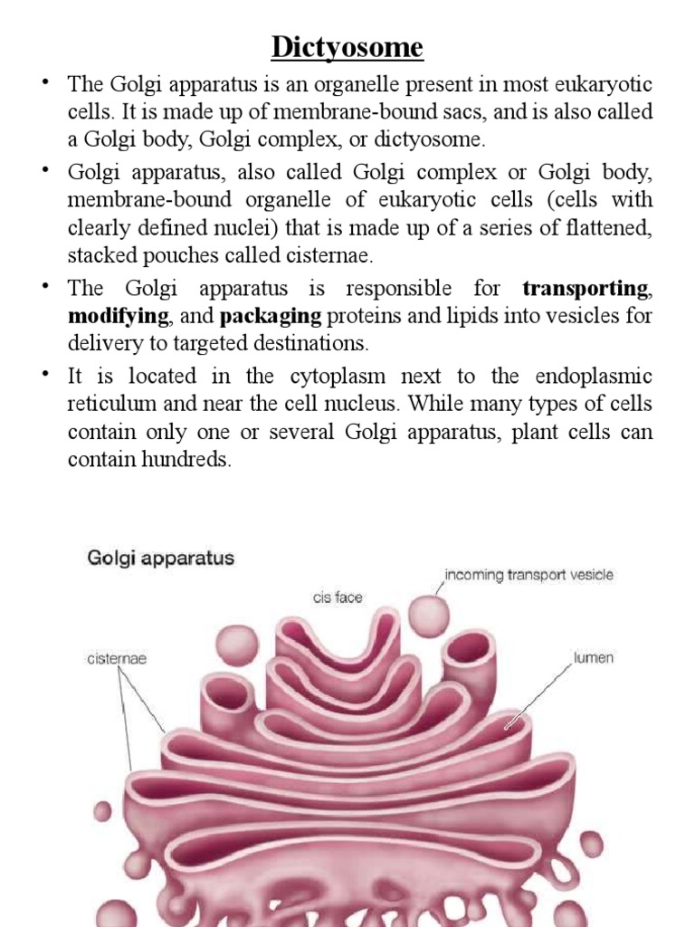 Golgi Apparatus Definition