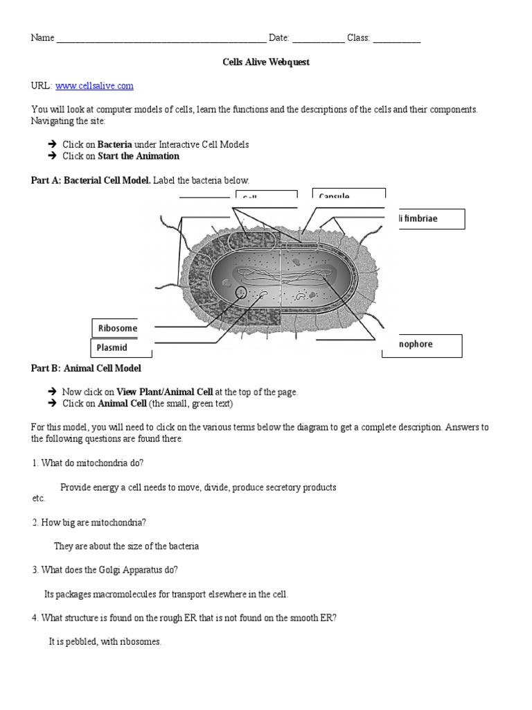 Cells Alive Webquest | PDF | Cell Membrane | Cell (Biology)