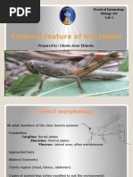 02 Insect Digestive System 1 | PDF | Esophagus | Epithelium