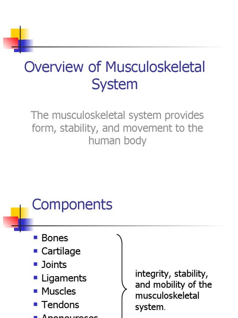 Overview of Musculoskeletal System: The Musculoskeletal System Provides ...