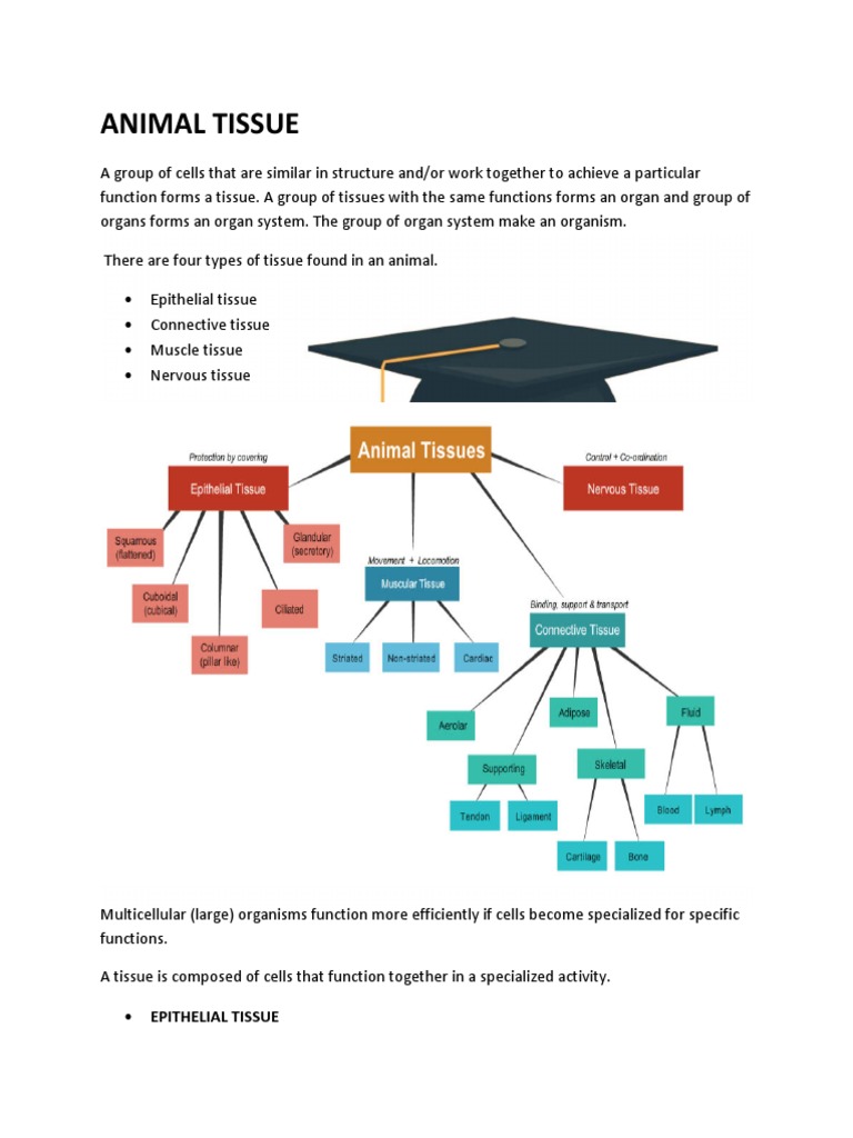 01 Animal Tissue | PDF | Epithelium | Tissue (Biology)