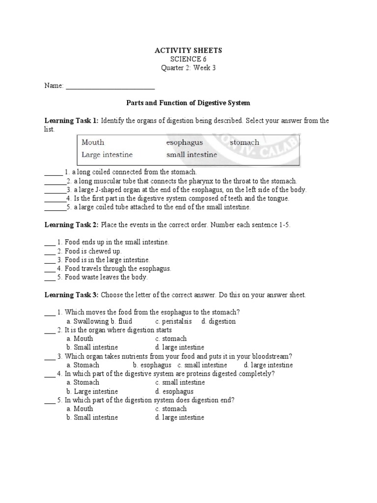Digestive System Activity Sheets | PDF