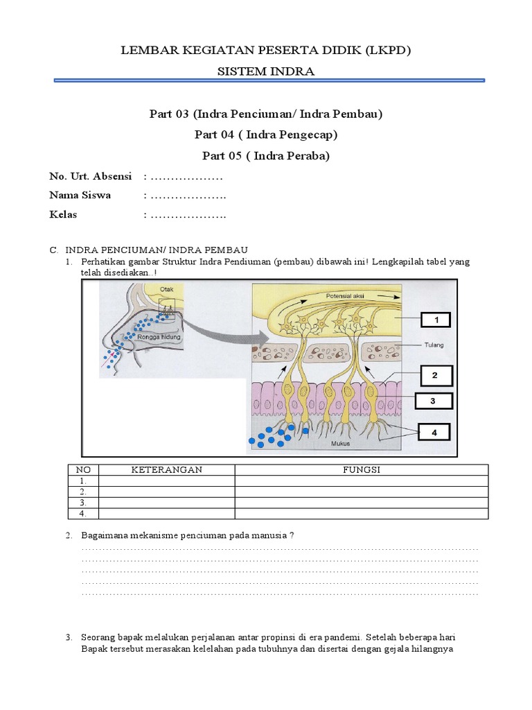 LKPD Indra Penciuman-Pengecap-Peraba | PDF